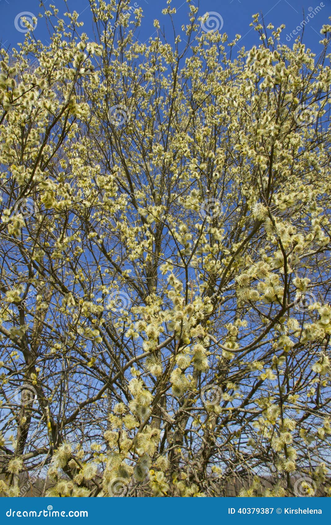 Fluffy Soft Willow Buds in Spring. Stock Image - Image of april, nature ...