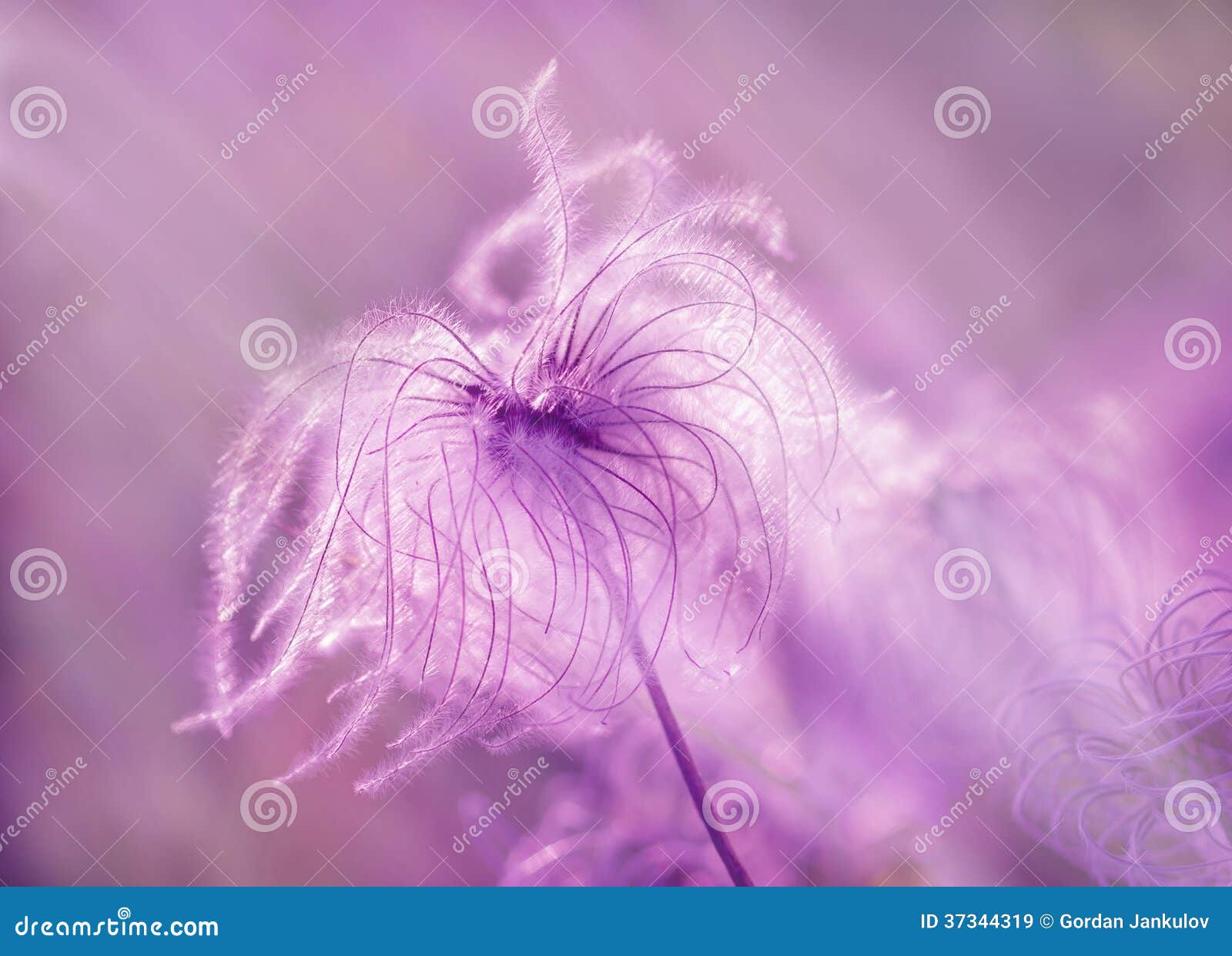 Fluffy - softness flower stock image. Image of flower - 37344319