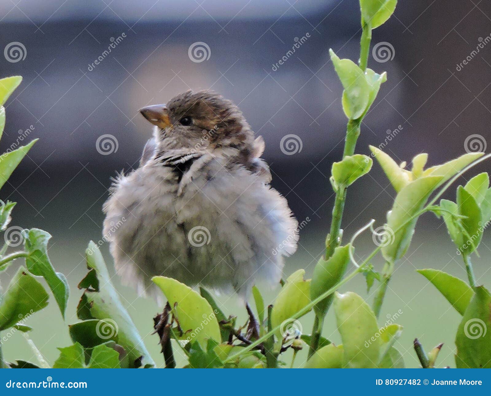 Fluffy sparrow puffed up stock photo. Image of hedge - 80927482