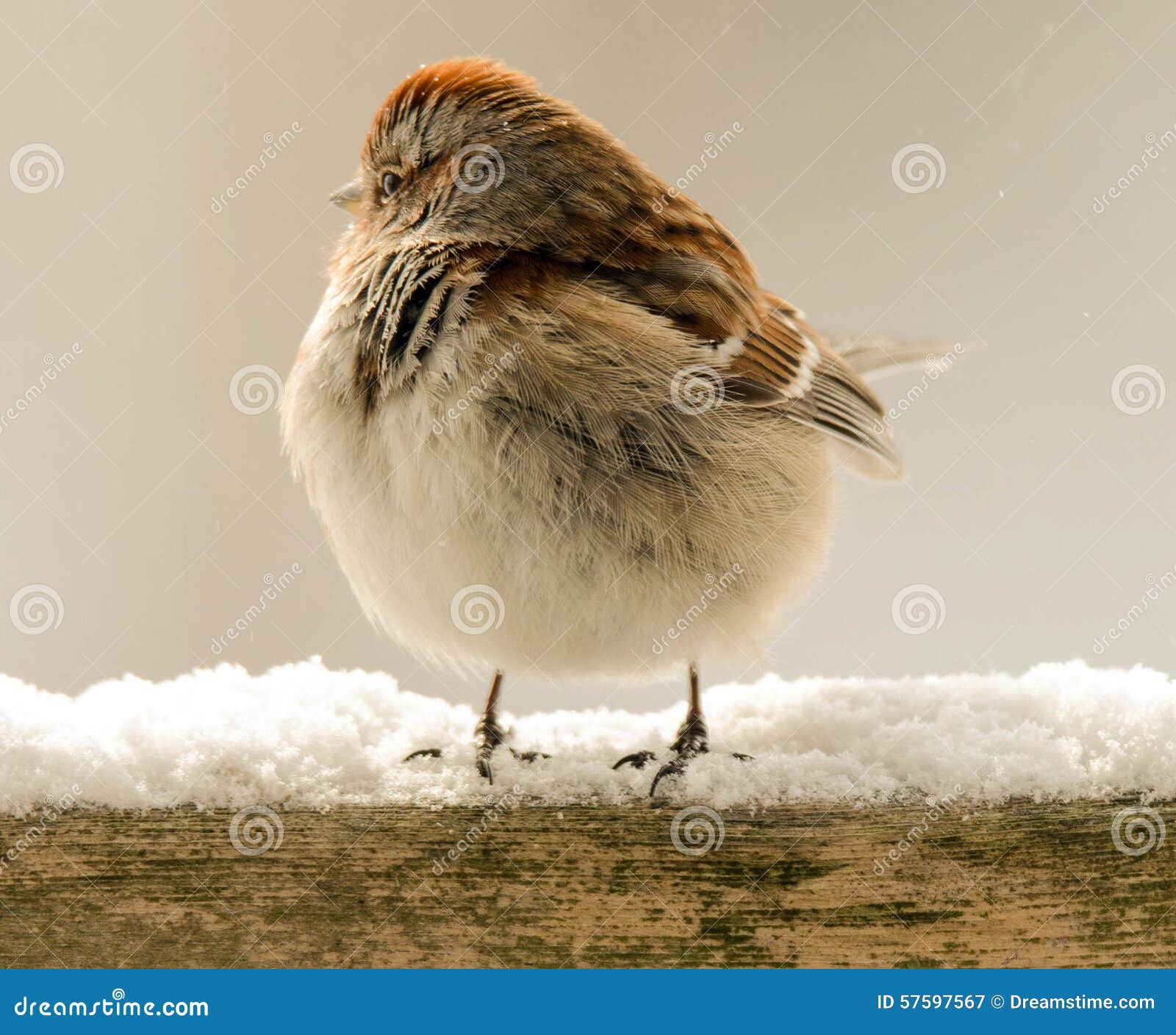 Fluffy Sparrow stock image. Image of bird, winter, feathers - 57597567