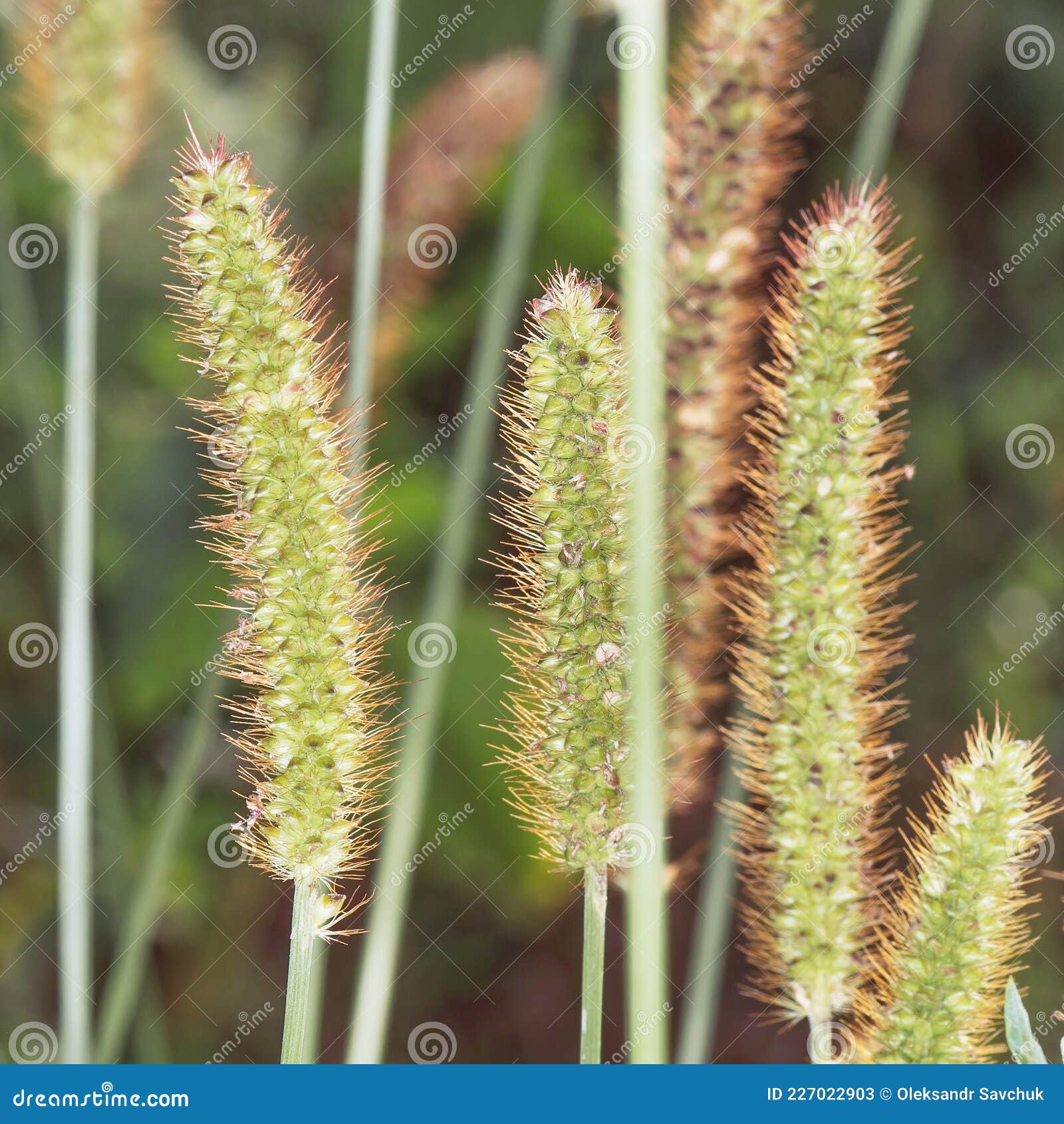 Fluffy Spikelets Grow at the Edge of the Field. Stock Image - Image of ...