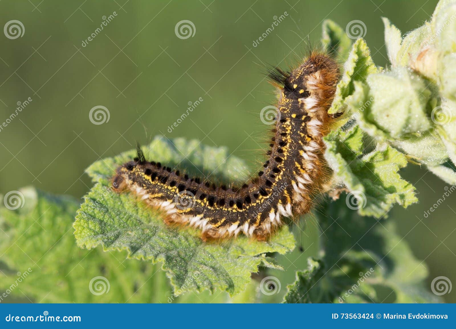 Fluffy Spotted Caterpillar Crawling on a Plant Leaf. Stock Photo ...