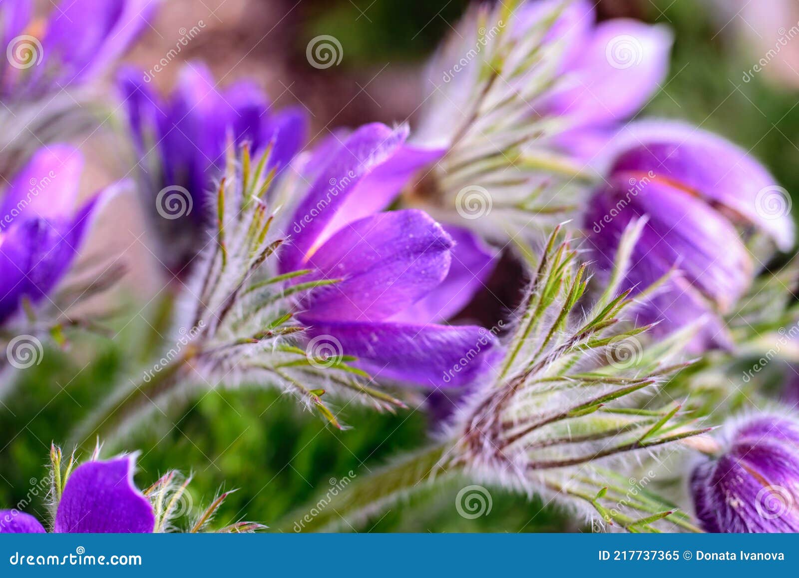 Fluffy Spring Purple Flowers Dream-grass in Early Spring, Side View ...