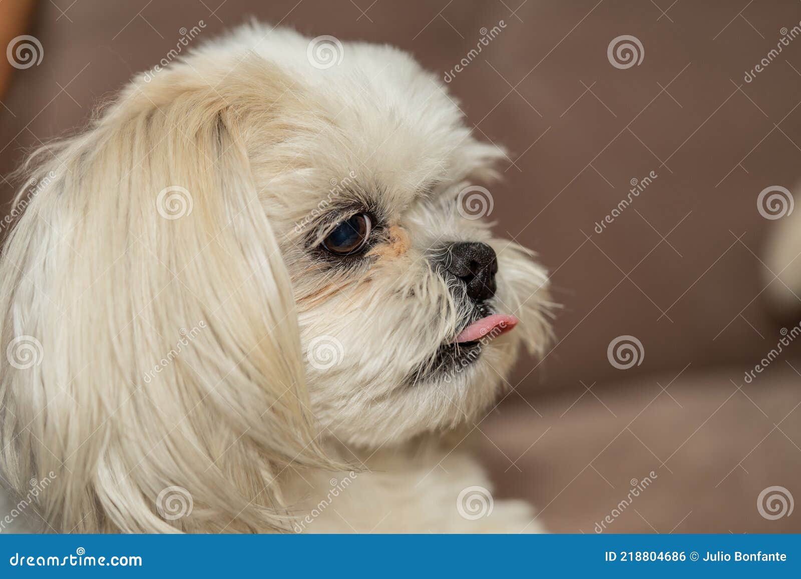 Fluffy Squint Dog. Cute Look Stock Photo - Image of breed, animal ...