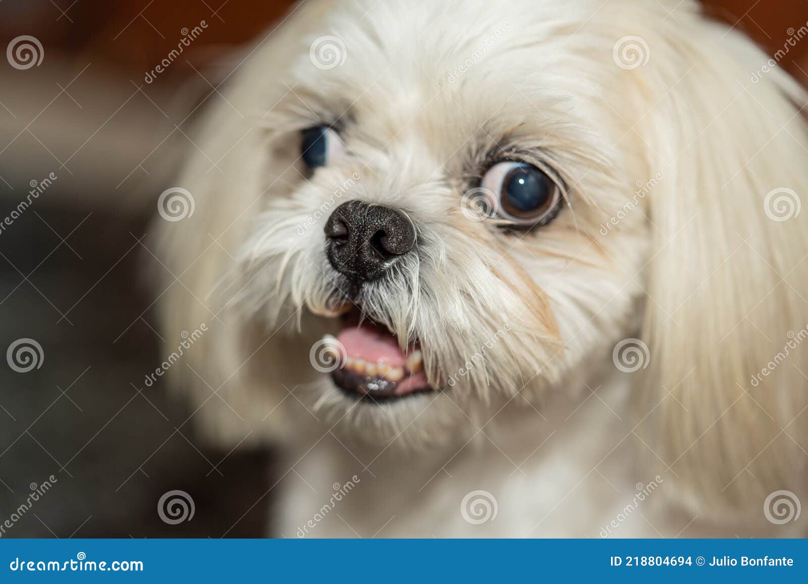 Fluffy Squint Dog. Cute Look Stock Photo - Image of domestic, pedigree ...