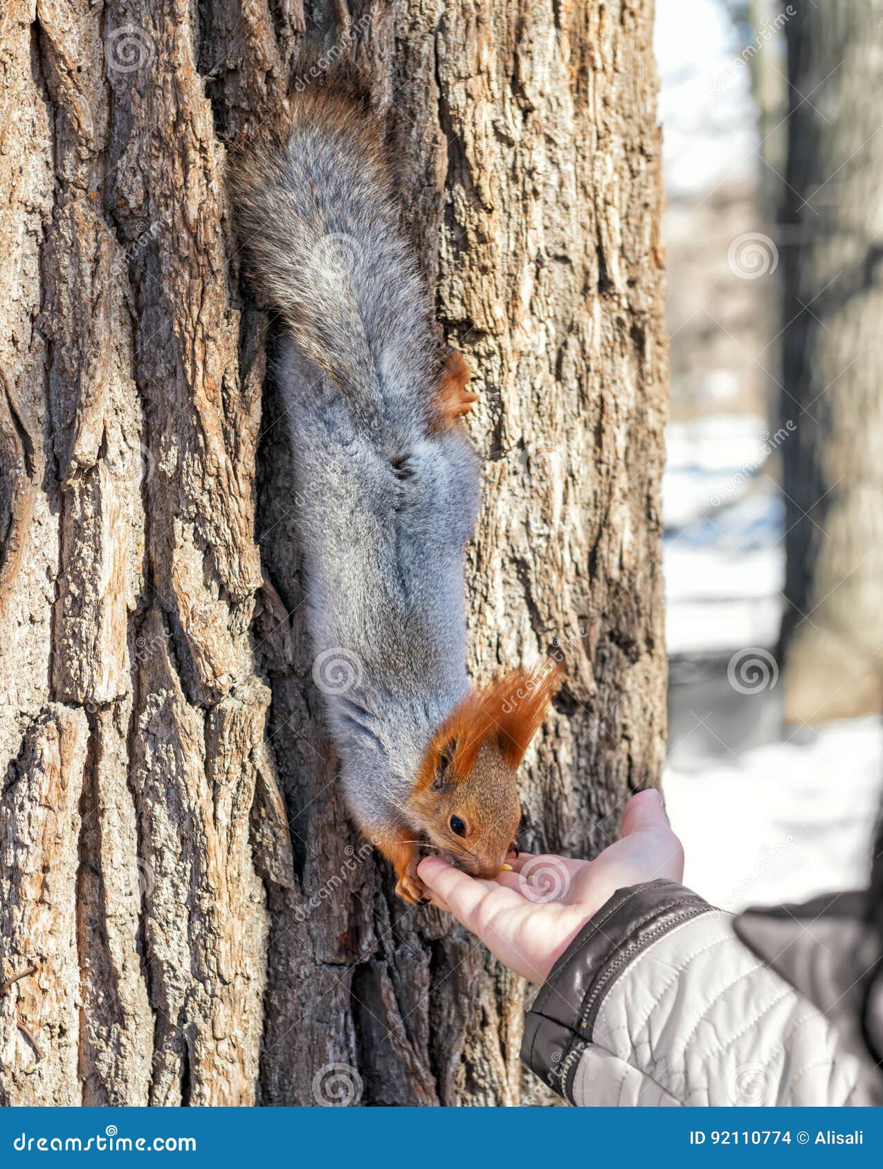 Fluffy Squirrel Eating from Hand, Close Up Stock Photo - Image of ...