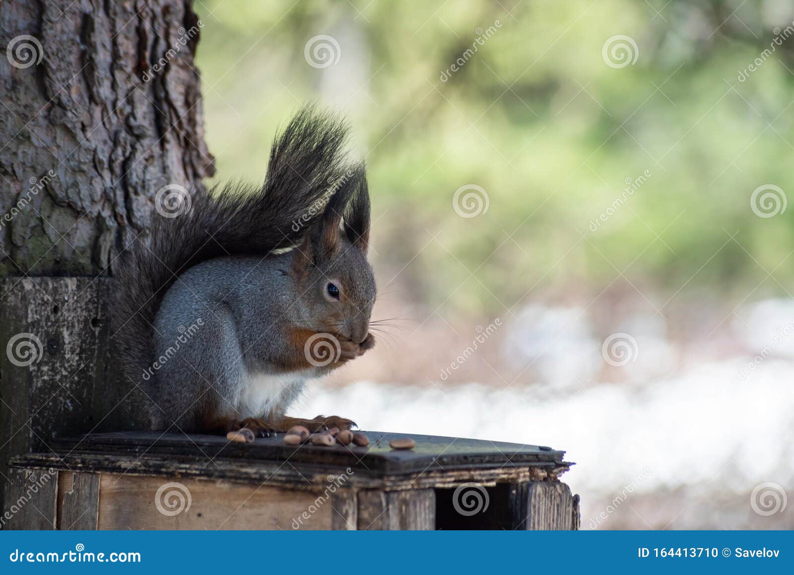 Fluffy Squirrel Eats a Nut Sitting on a Feeding Trough Stock Photo ...