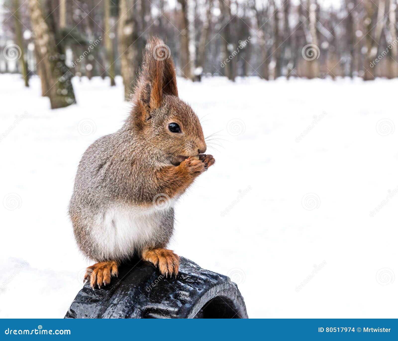 Fluffy Squirrel Sitting on Bench in Winter Park and Eating the N Stock ...