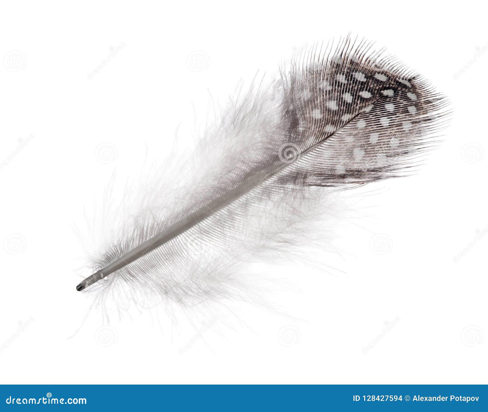 Fluffy Straight Feather in Light Spots Isolated on White Stock Photo ...