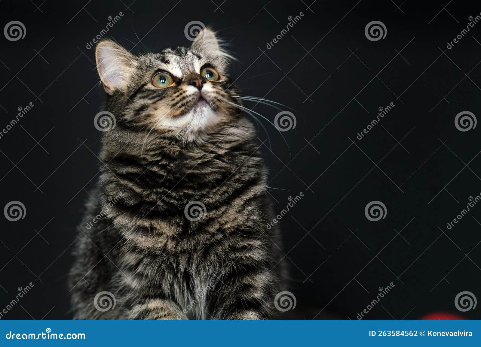 Fluffy Tabby Cat on a Black Background. Green Eyes Squint, Arrogant ...