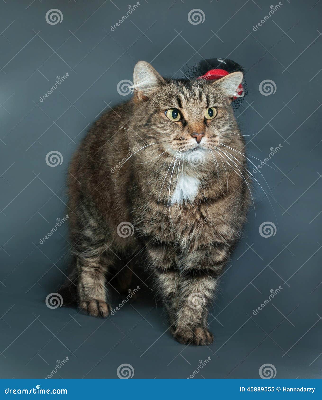 Fluffy Tabby Cat in Black Hat Standing on Gray Stock Image - Image of ...