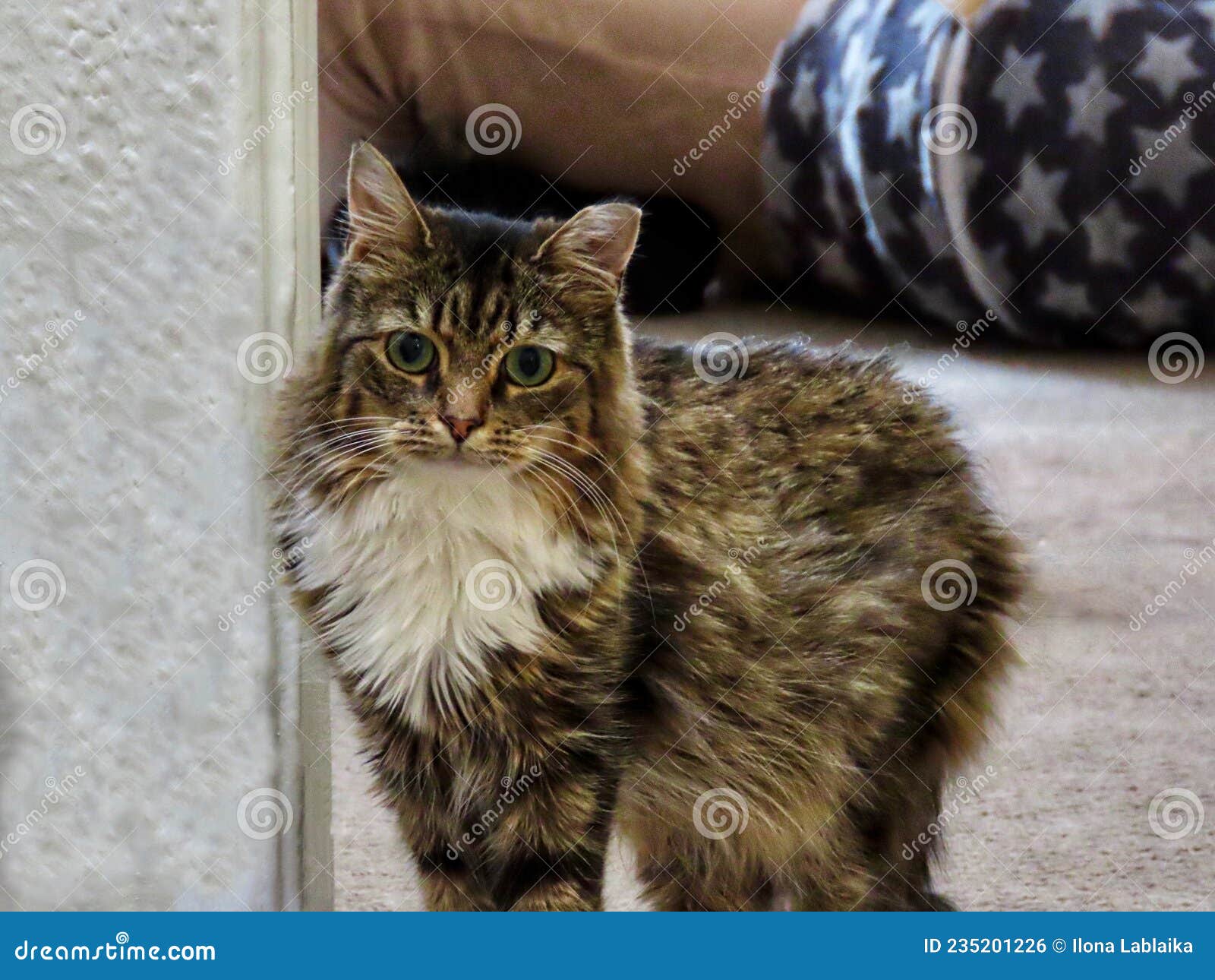 Fluffy tabby cat stock photo. Image of animal, whiskers - 235201226