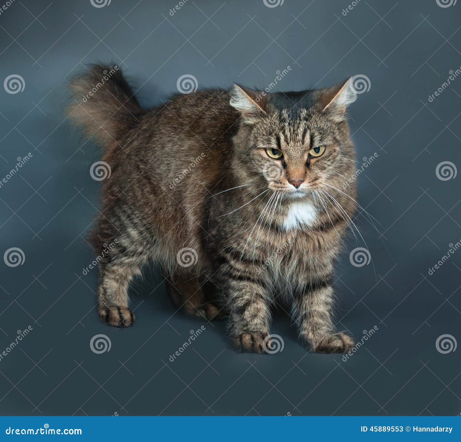 Two Fluffy Tabby Kitty British Cat Royalty-Free Stock Photo ...