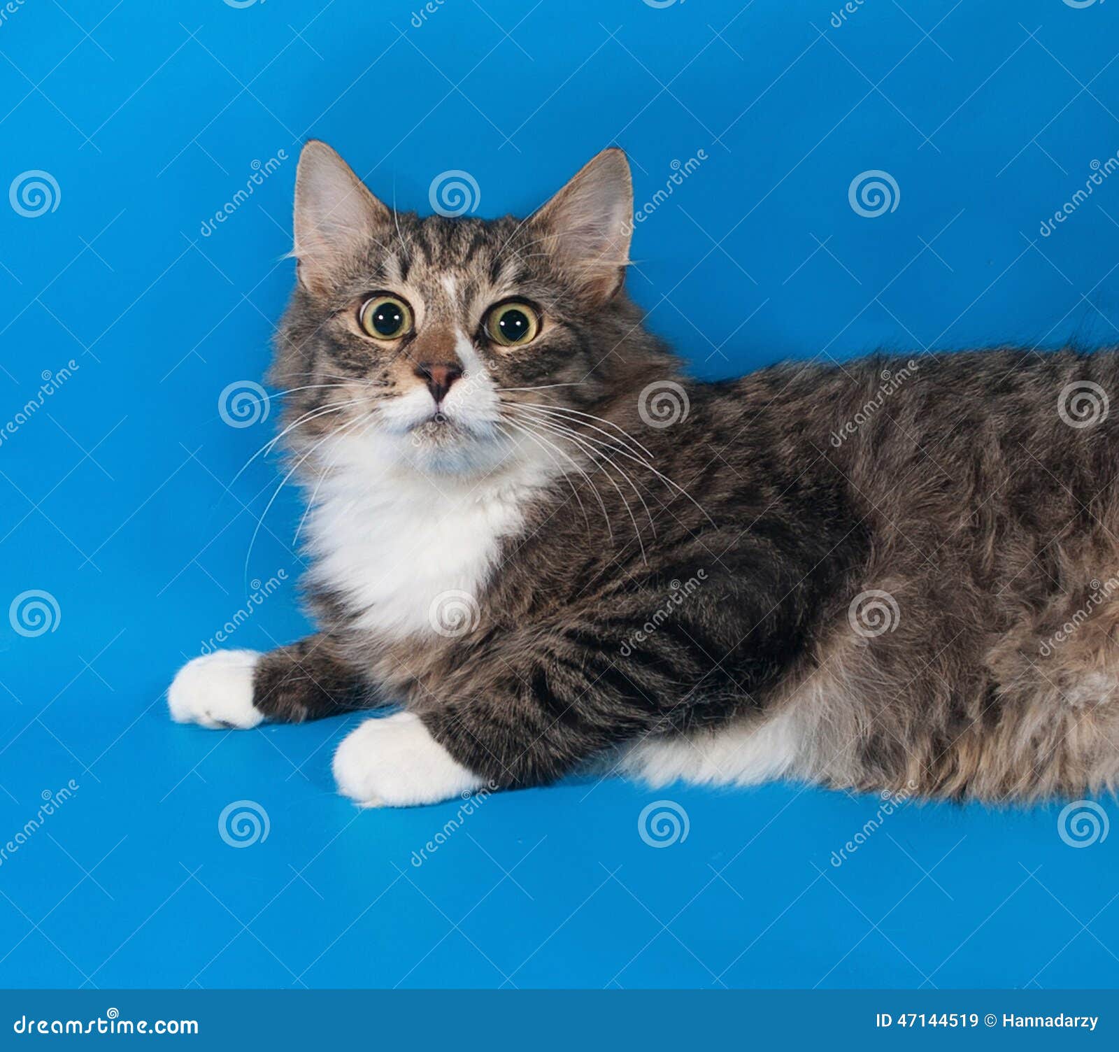 Fluffy Tabby Cat Teenager Lying on Blue Stock Image - Image of tail ...