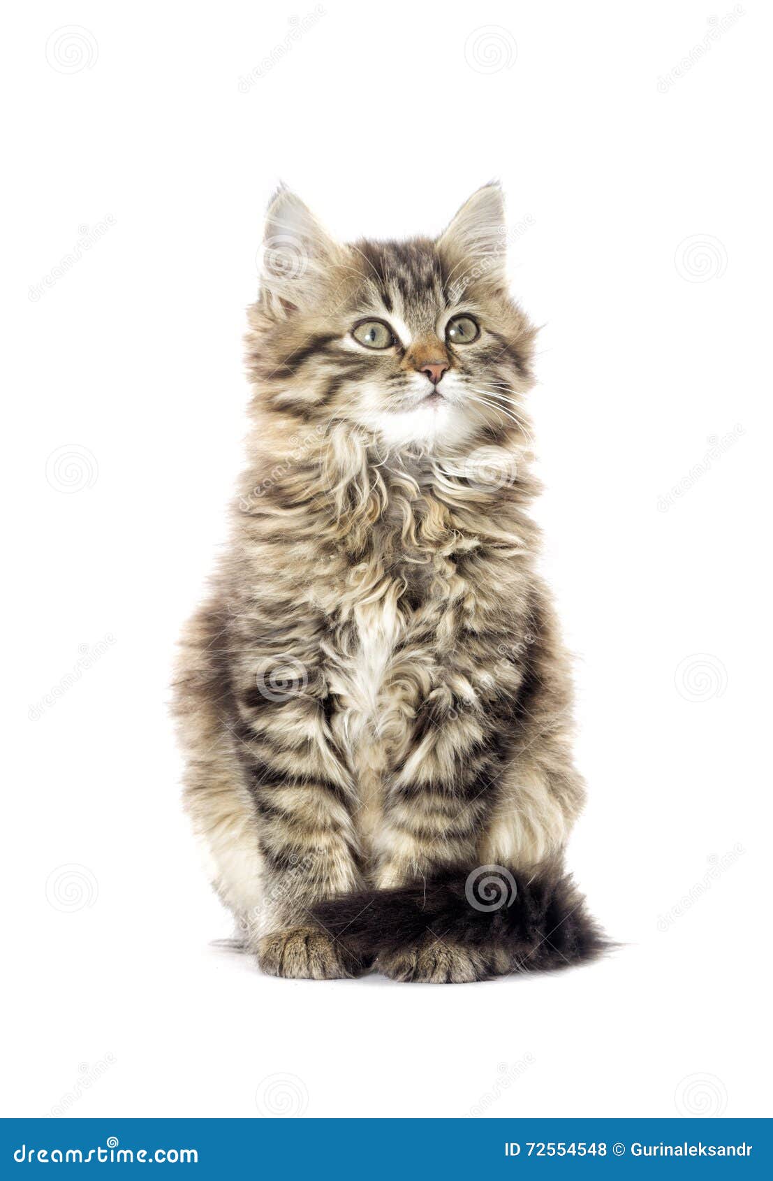 Fluffy Tabby Kitten Looking Stock Photo - Image of mammal, animals ...