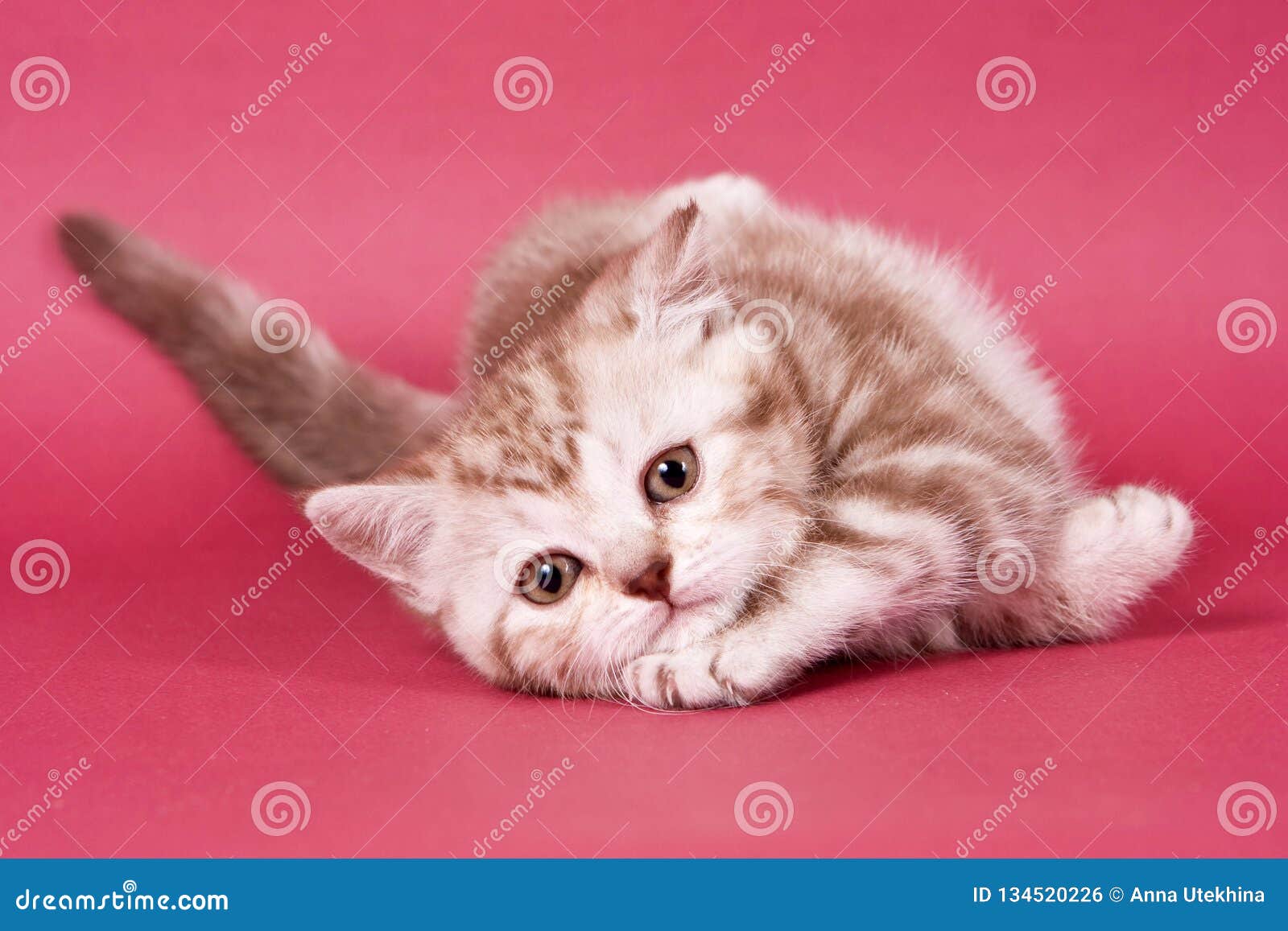 Fluffy Tabby Kitty British Cat Stock Photo - Image of kitty, pedigreed ...