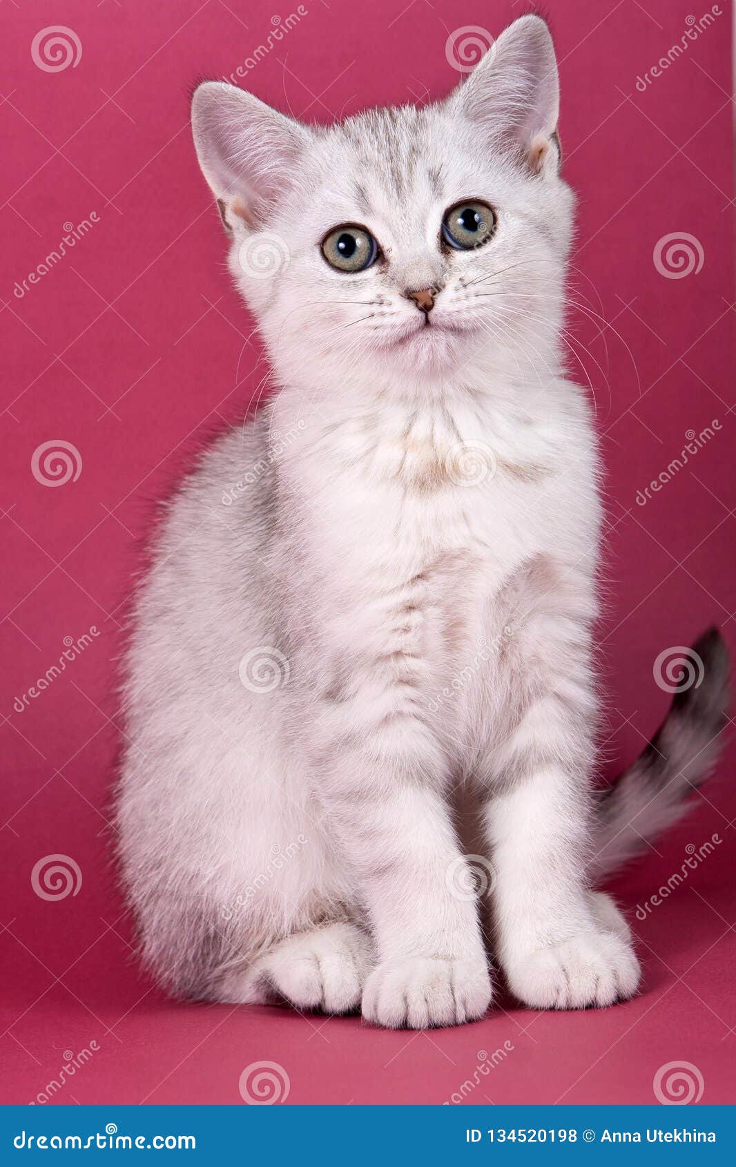 Fluffy Tabby Kitty British Cat Stock Photo - Image of breed, sitting ...