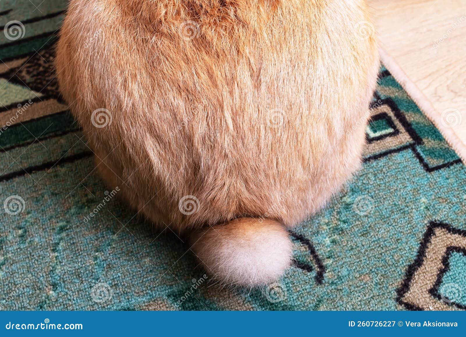 Fluffy Tail of a Red Rabbit Closeup Stock Image - Image of farm, legs ...