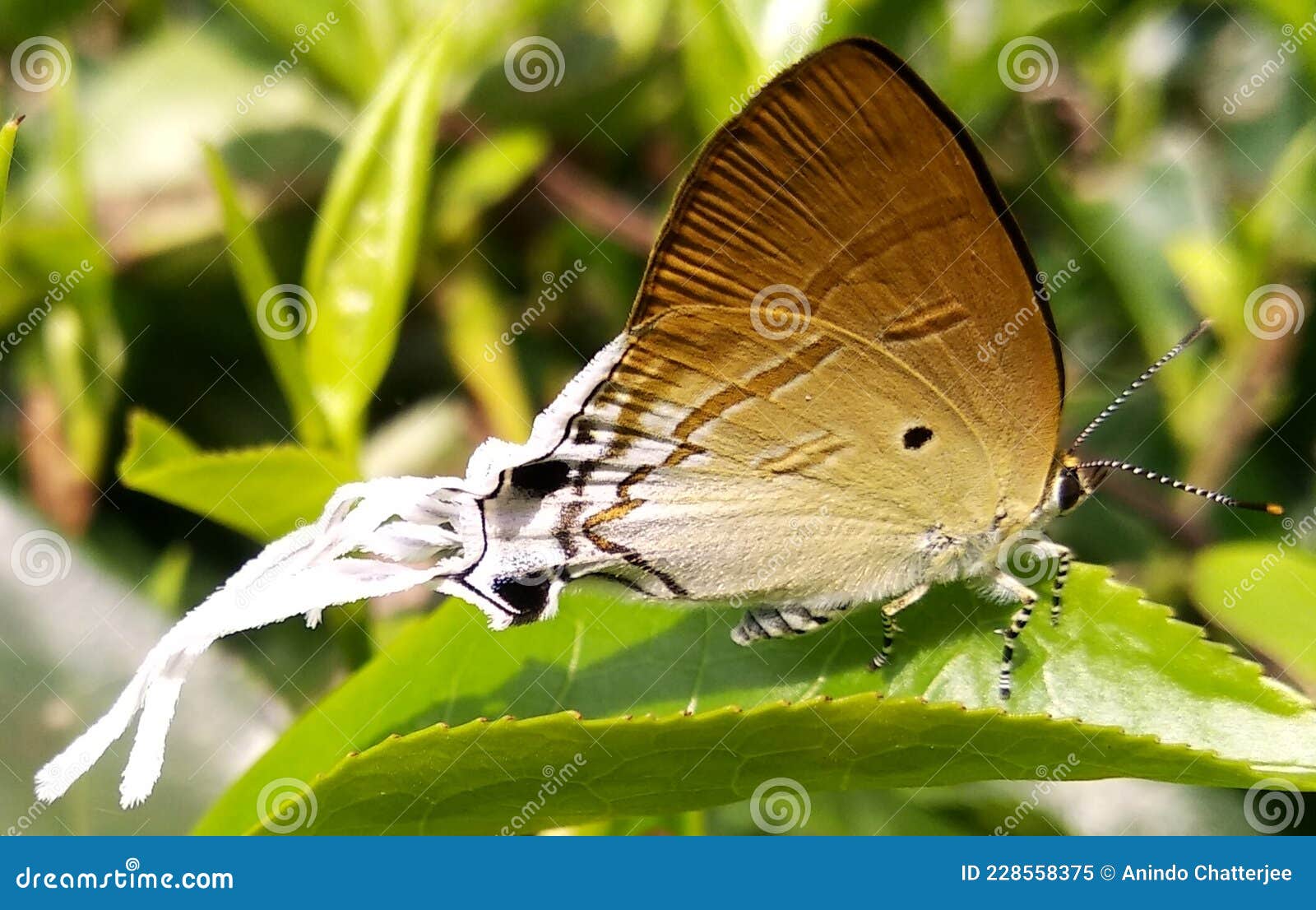 Fluffy tailed butterfly stock image. Image of butterfly - 228558375