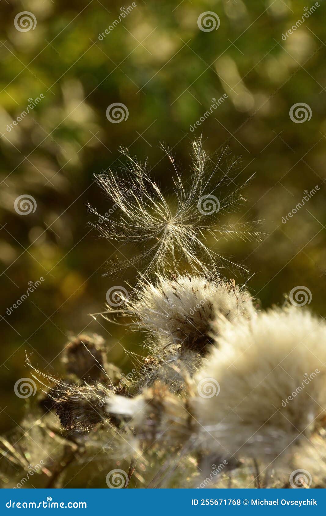 Fluffy Thistle Seed stock photo. Image of wind, beige - 255671768