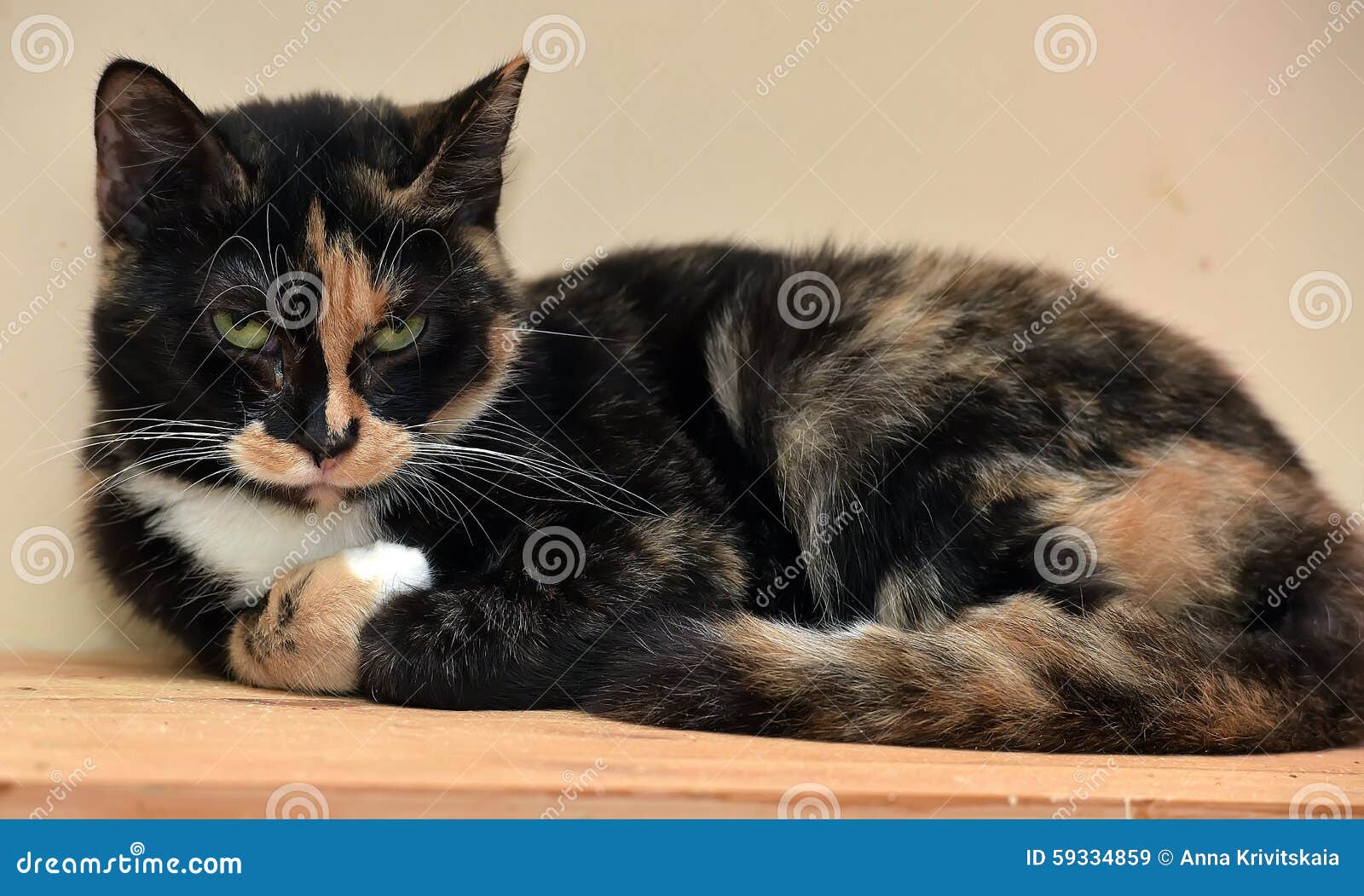Fluffy three-colored cat stock image. Image of beauty - 59334859