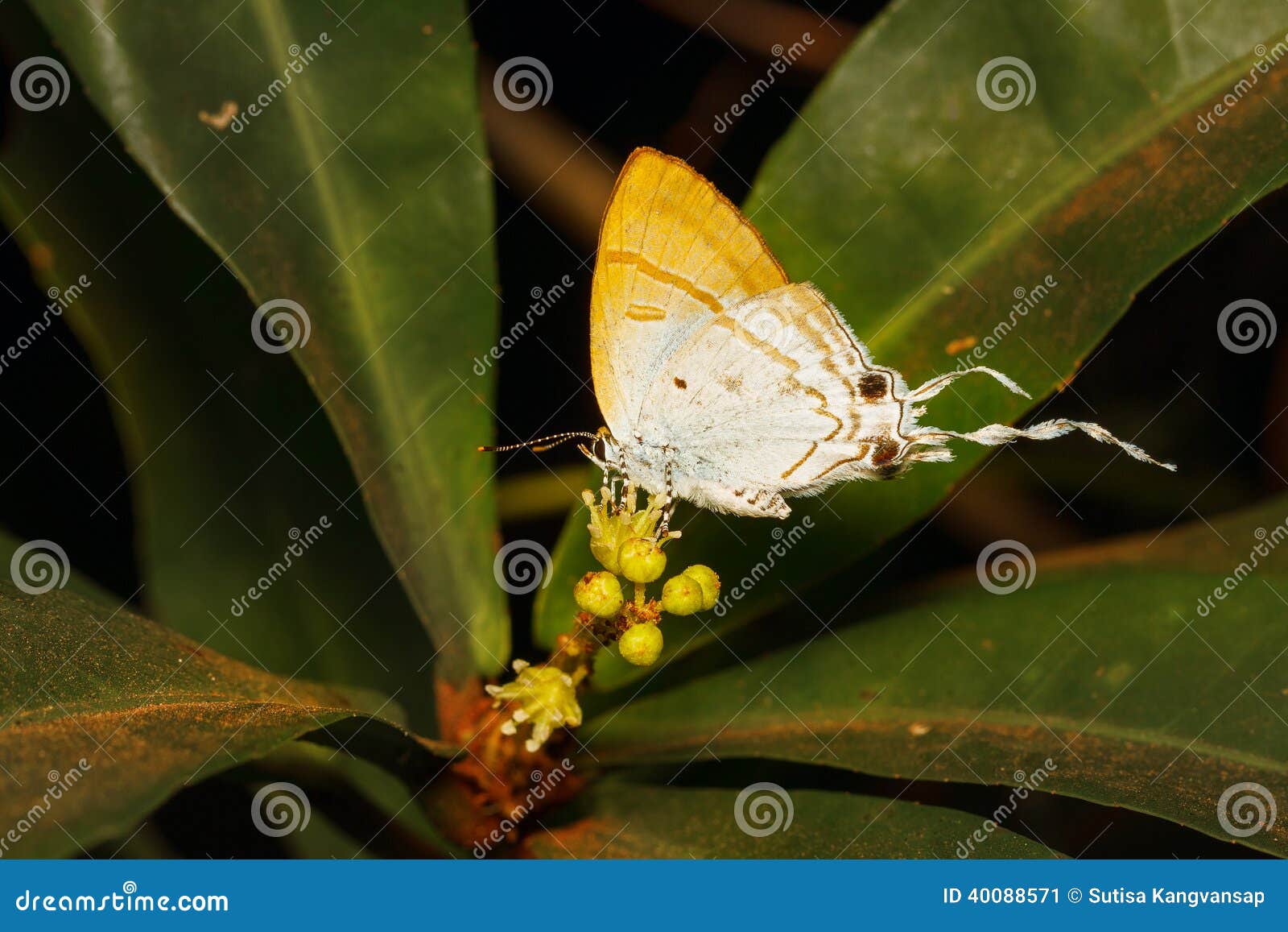 Fluffy tit butterfly stock image. Image of pollen, tree - 40088571