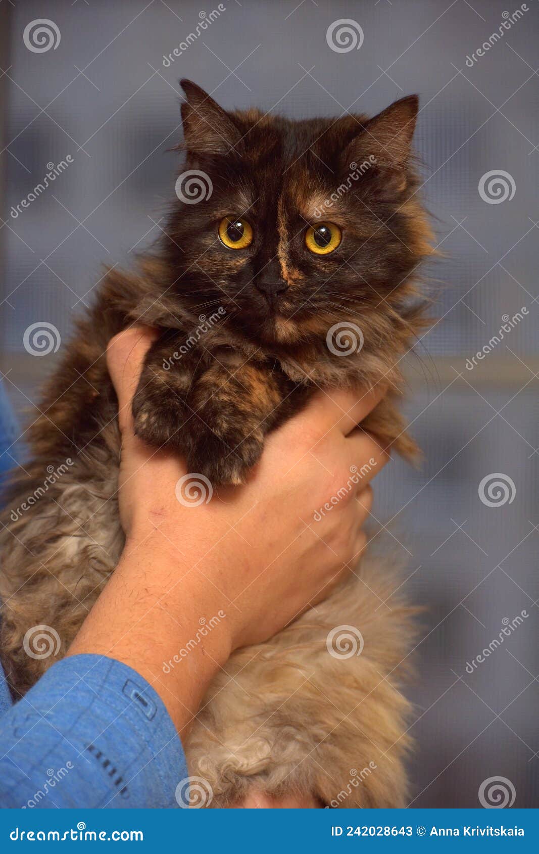 Fluffy Tortoiseshell Cat on the Couch Stock Image - Image of color ...