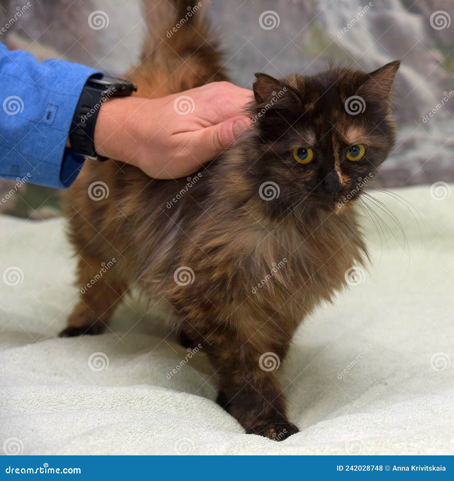 Fluffy Tortoiseshell Cat on the Couch Stock Photo - Image of animal ...