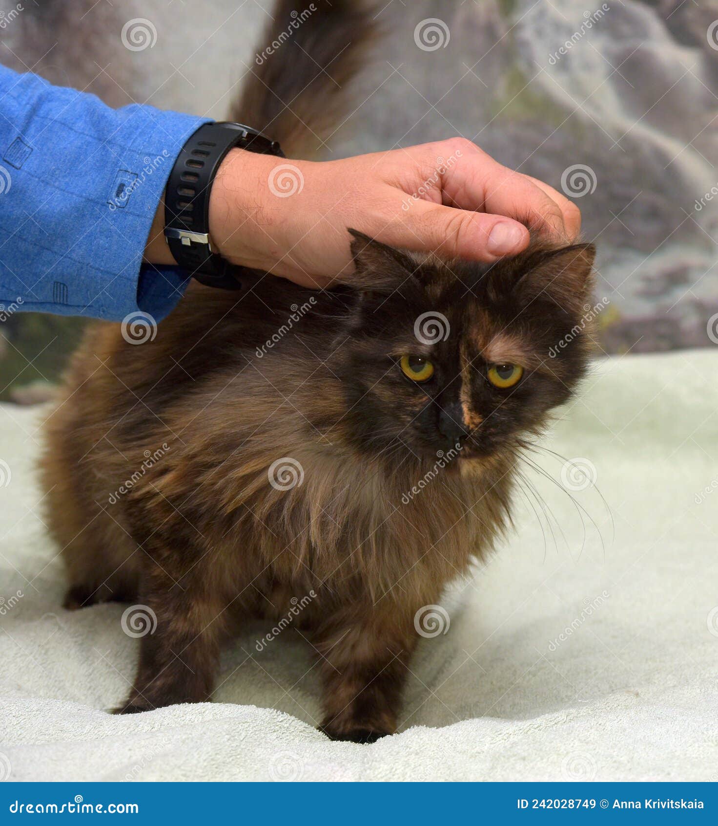 Fluffy Tortoiseshell Cat on the Couch Stock Image - Image of brindled ...