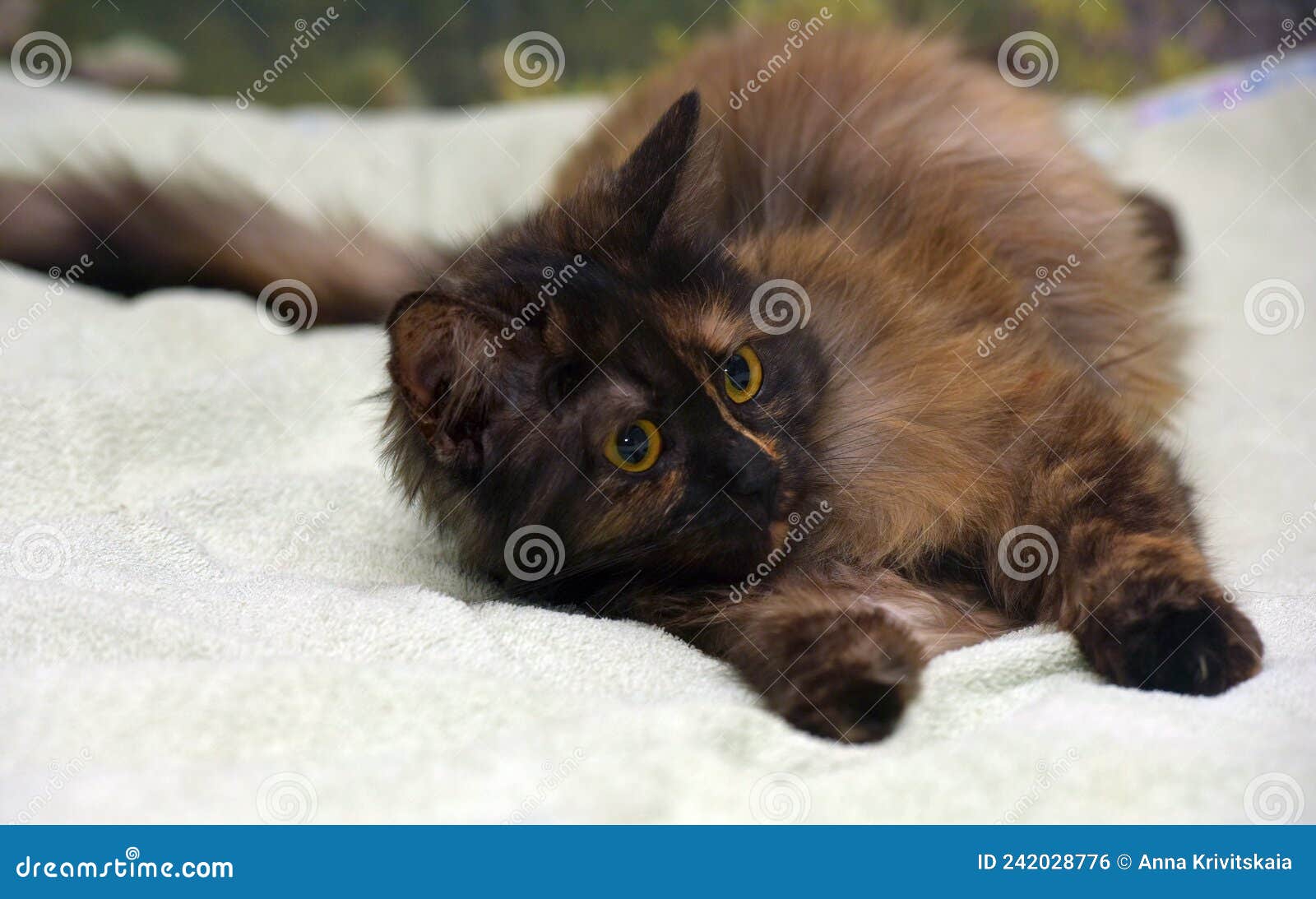 Fluffy Tortoiseshell Cat on the Couch Stock Photo - Image of black ...