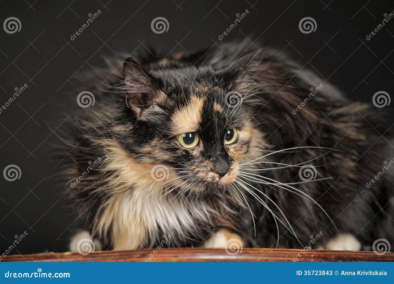 Fluffy tortoiseshell cat stock image. Image of fluffy - 35723843