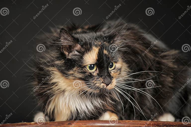 Fluffy tortoiseshell cat stock image. Image of fluffy - 35723843