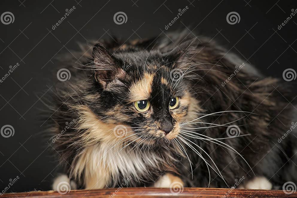 Fluffy tortoiseshell cat stock image. Image of fluffy - 35723843