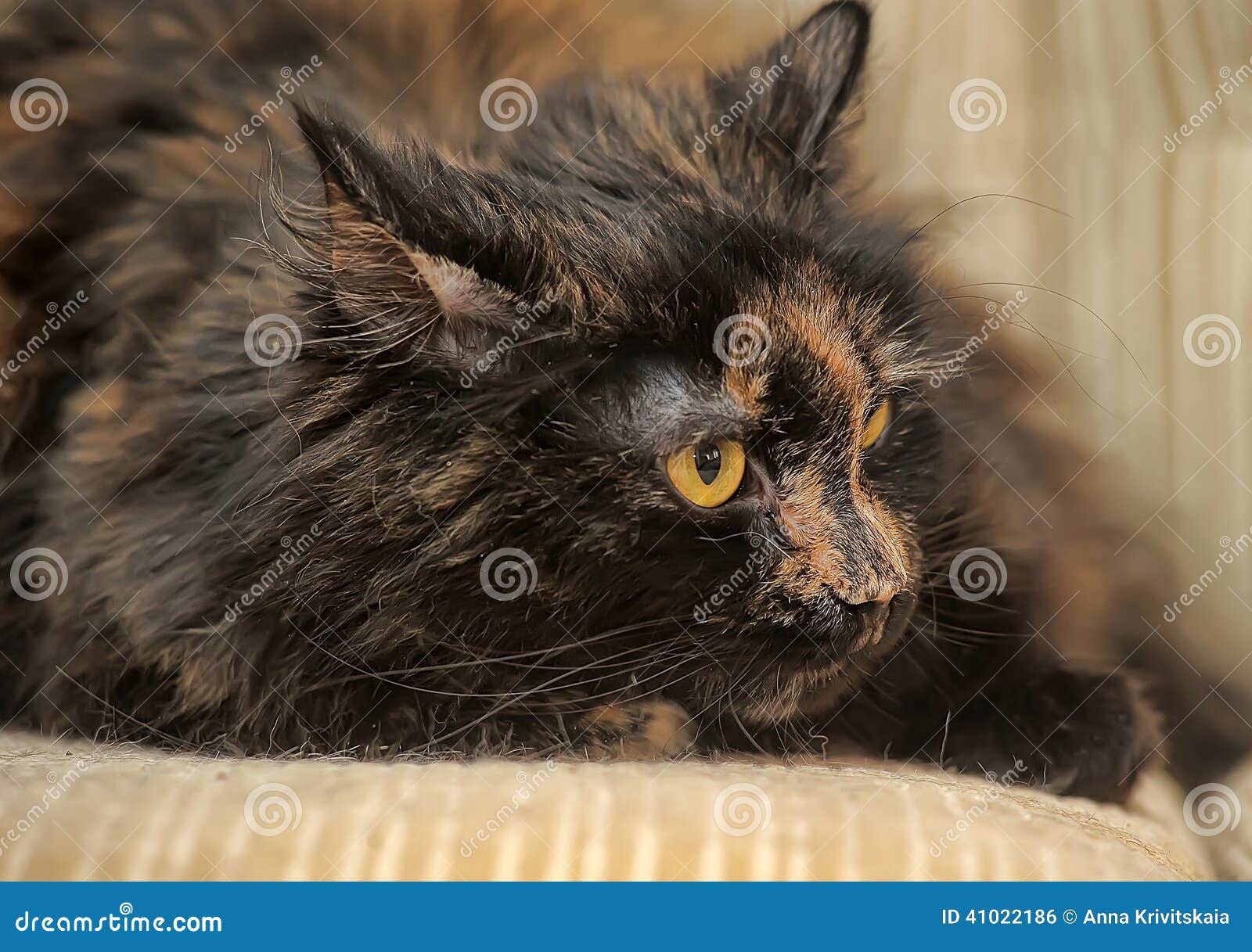 Fluffy tortoiseshell cat stock photo. Image of animals - 41022186