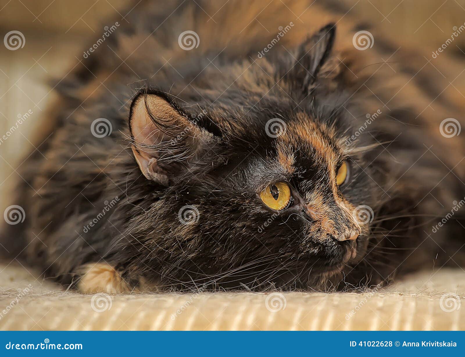 Fluffy tortoiseshell cat stock photo. Image of color - 41022628
