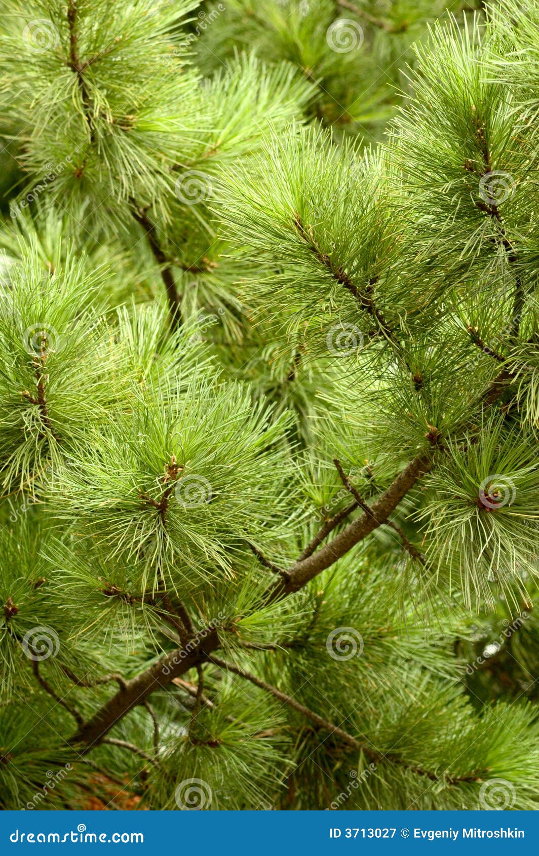 Fluffy tree stock image. Image of evergreen, branch, pine - 3713027