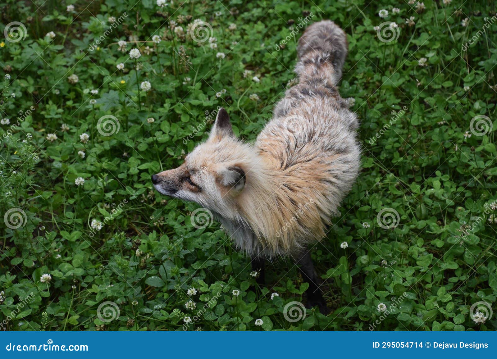 Fluffy True Fox in Clover and Weeds Stock Photo - Image of vulpes ...