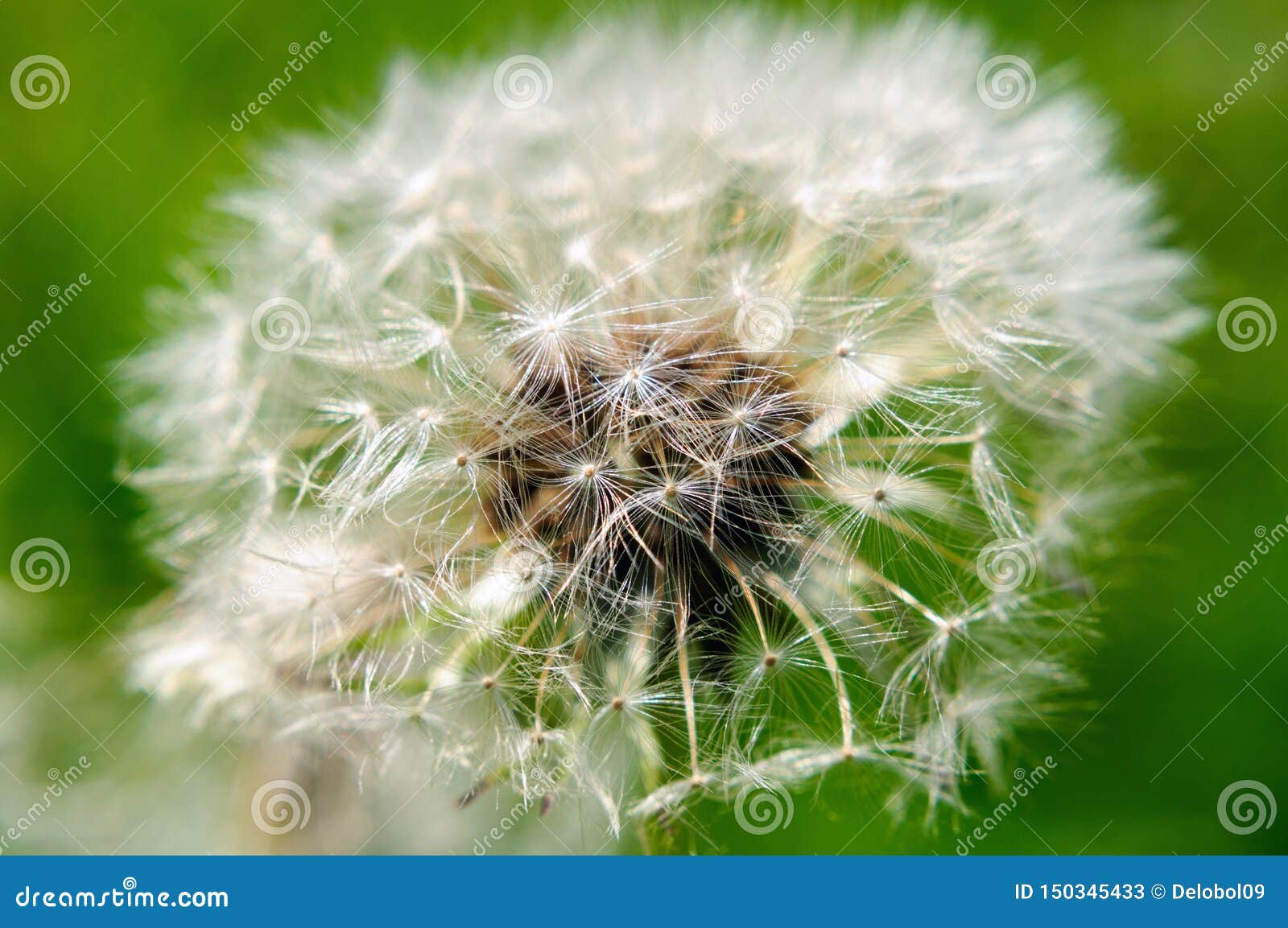 Fluffy Tuft of Ripe Dandelion in the Park Stock Image - Image of fresh ...