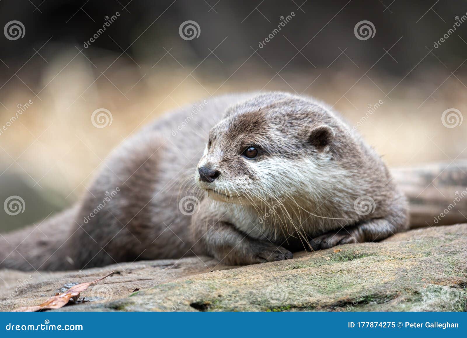 A Fluffy Water Otter on a Rock Drying Off Stock Image - Image of ...