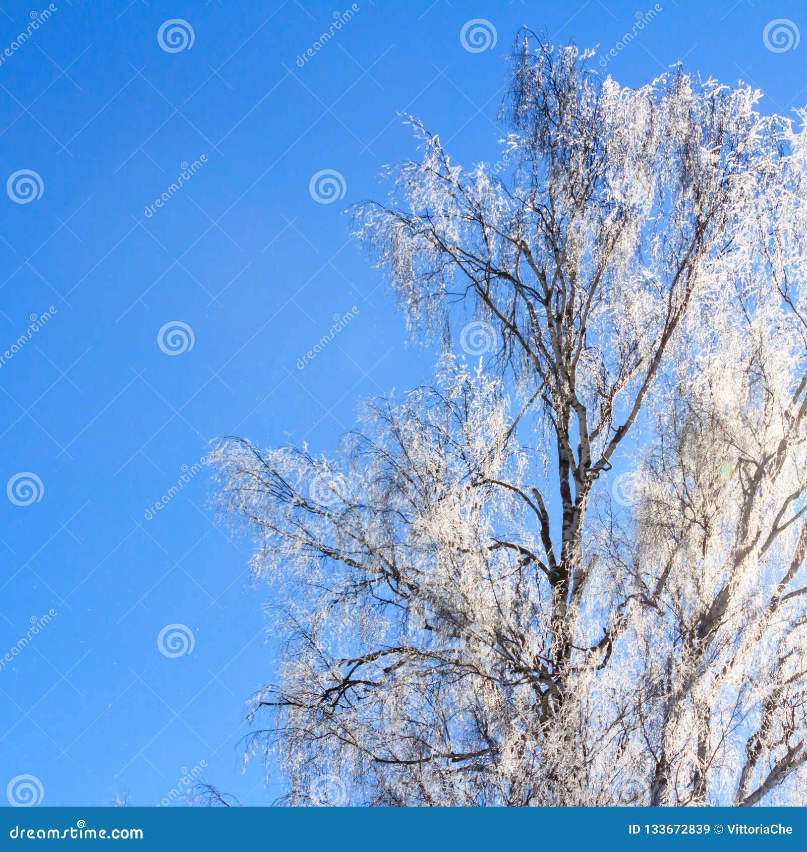 Fluffy White Birch Branches in Rays of Sunlight. Winter Sunny Day Stock ...