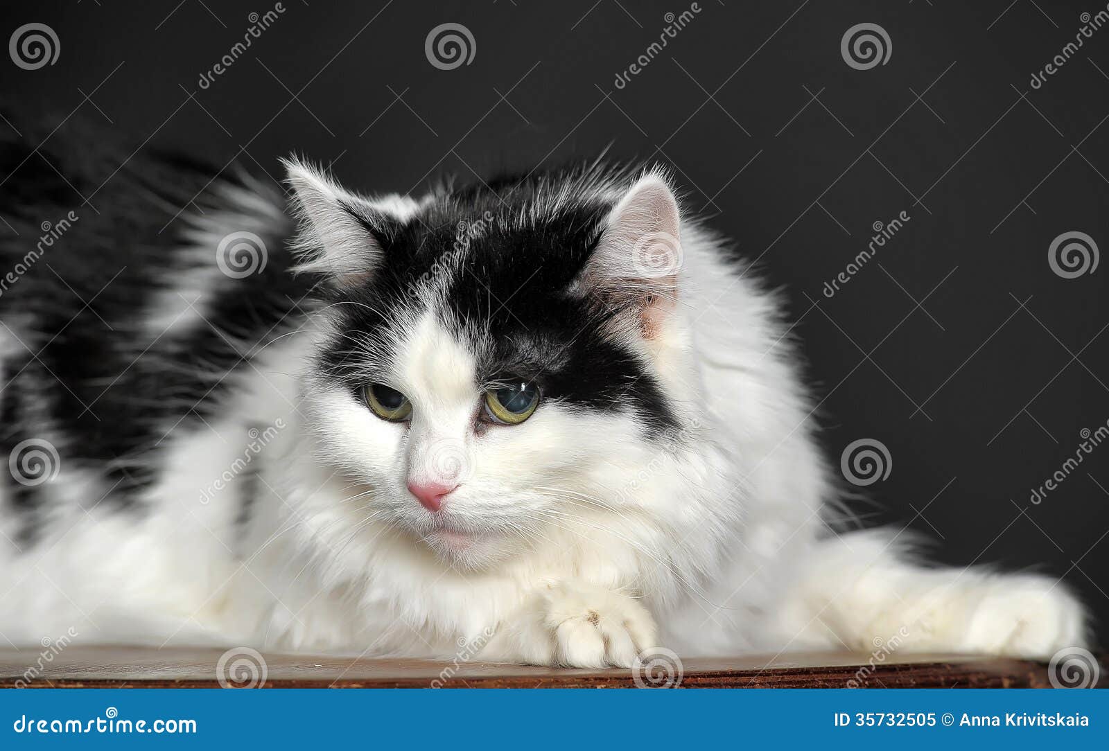 Fluffy White with Black Cat Stock Image - Image of host, morning: 35732505