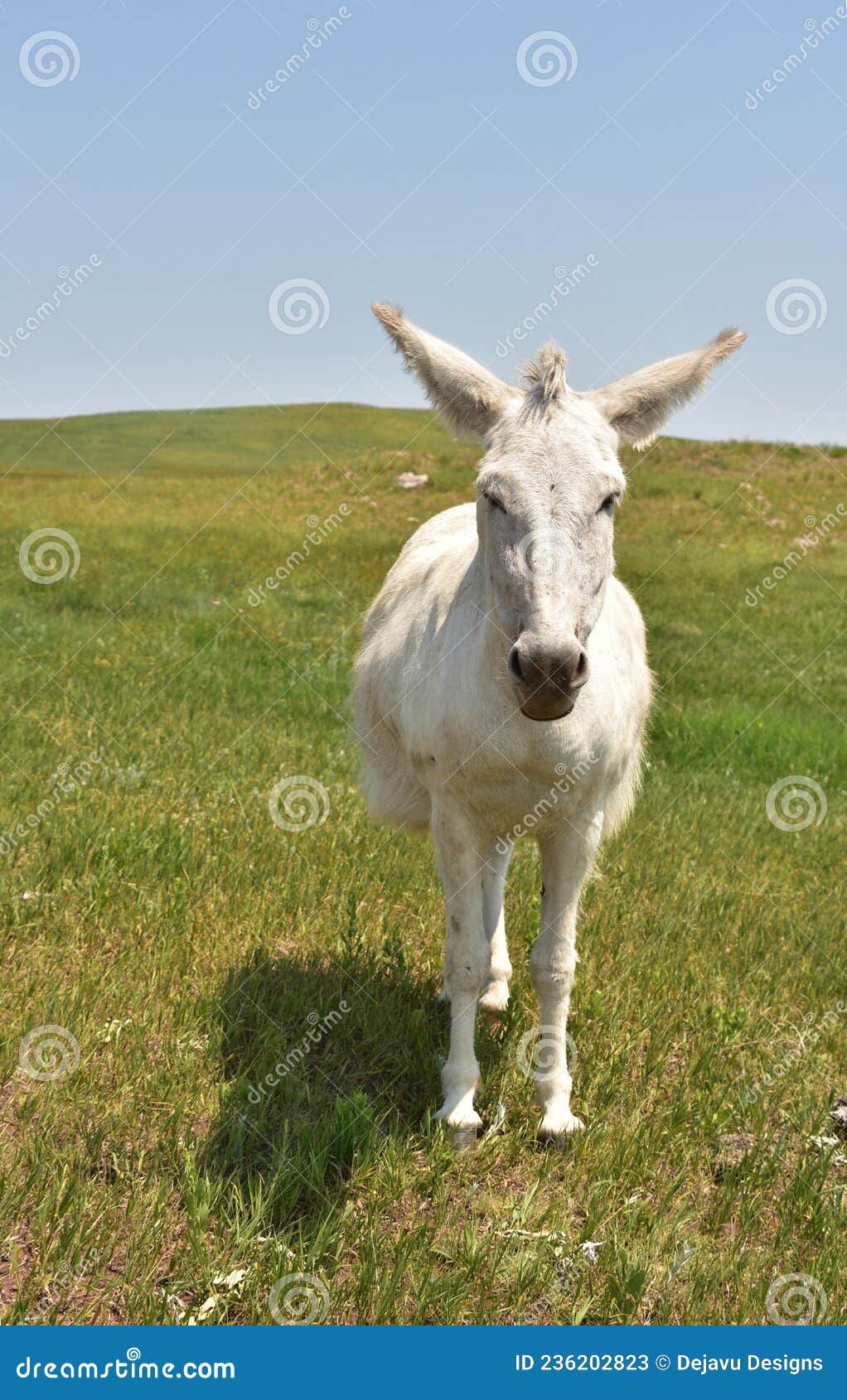Fluffy White Burro Standing in a Grass Meadow Stock Image - Image of ...