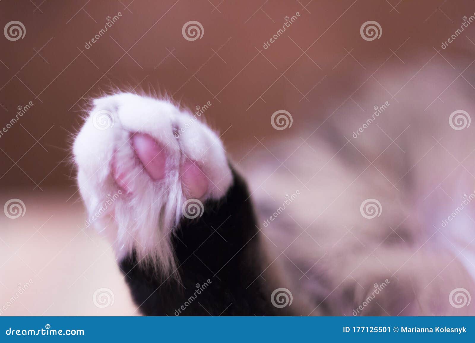 Fluffy White Cat Foot with Pink Pillows Stock Image - Image of pillow ...