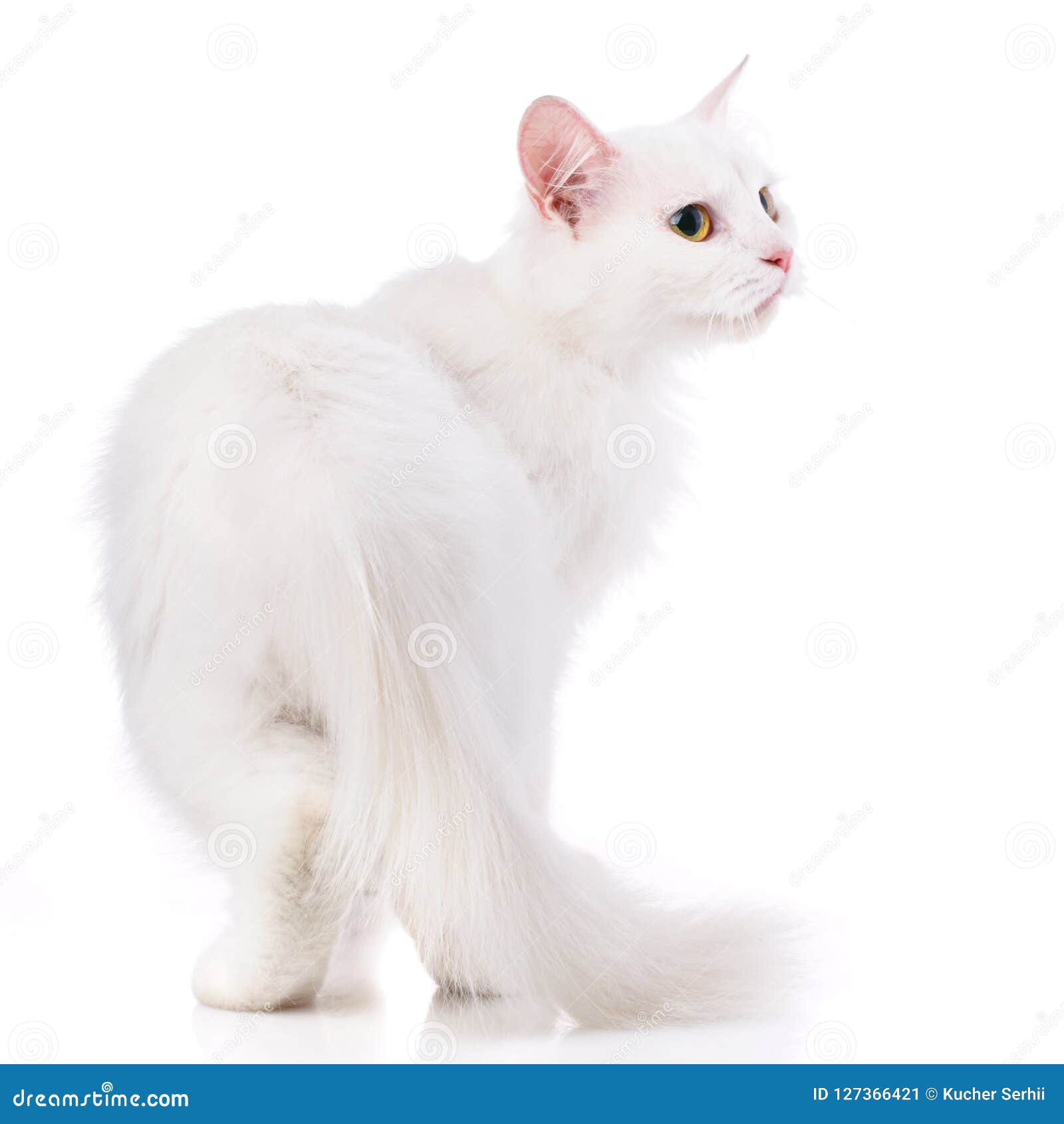 1,103 Cat Rear View Stock Photos - Free & Royalty-Free Stock Photos ...