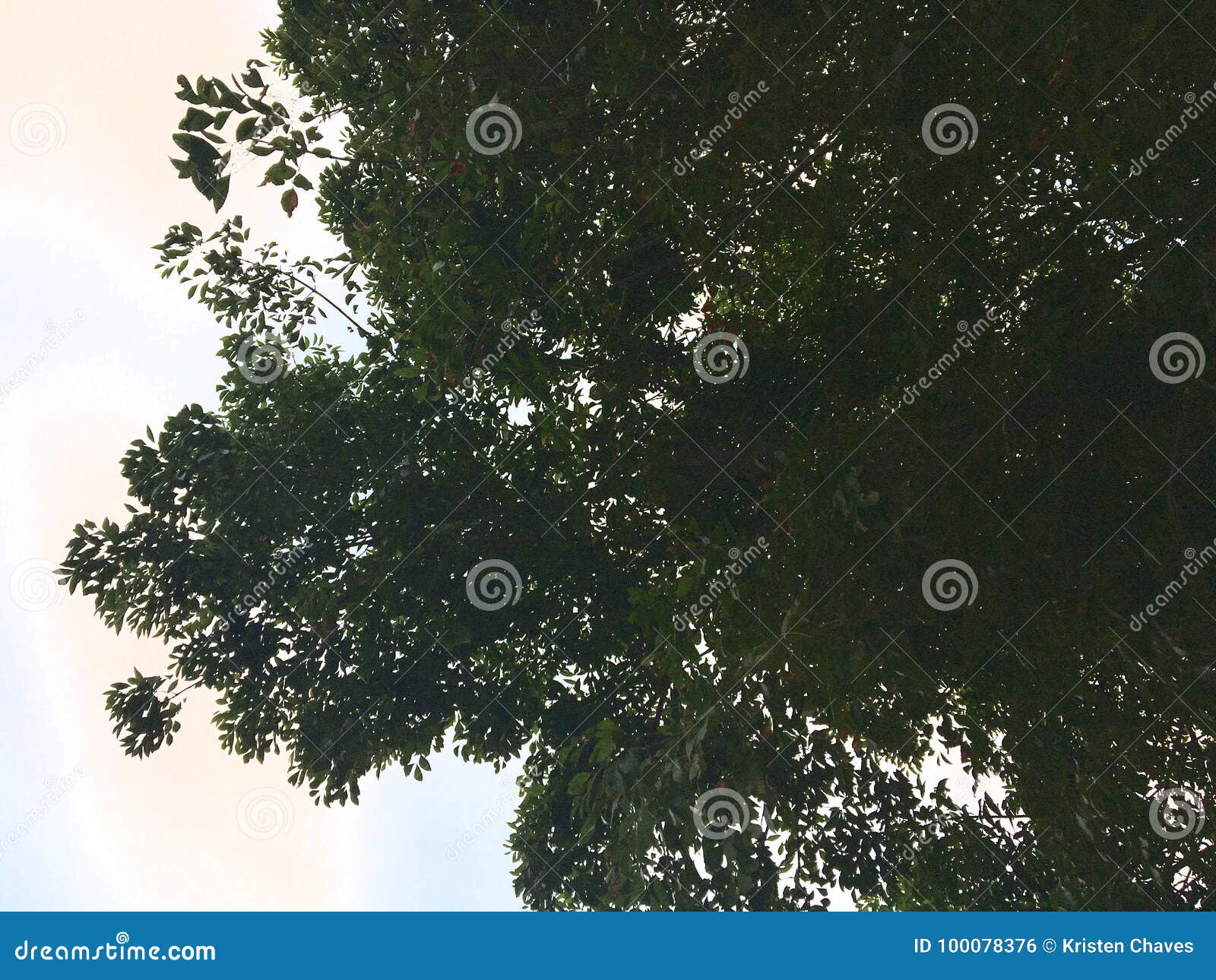 Outstretched Tree and Sky stock photo. Image of blue - 100078376