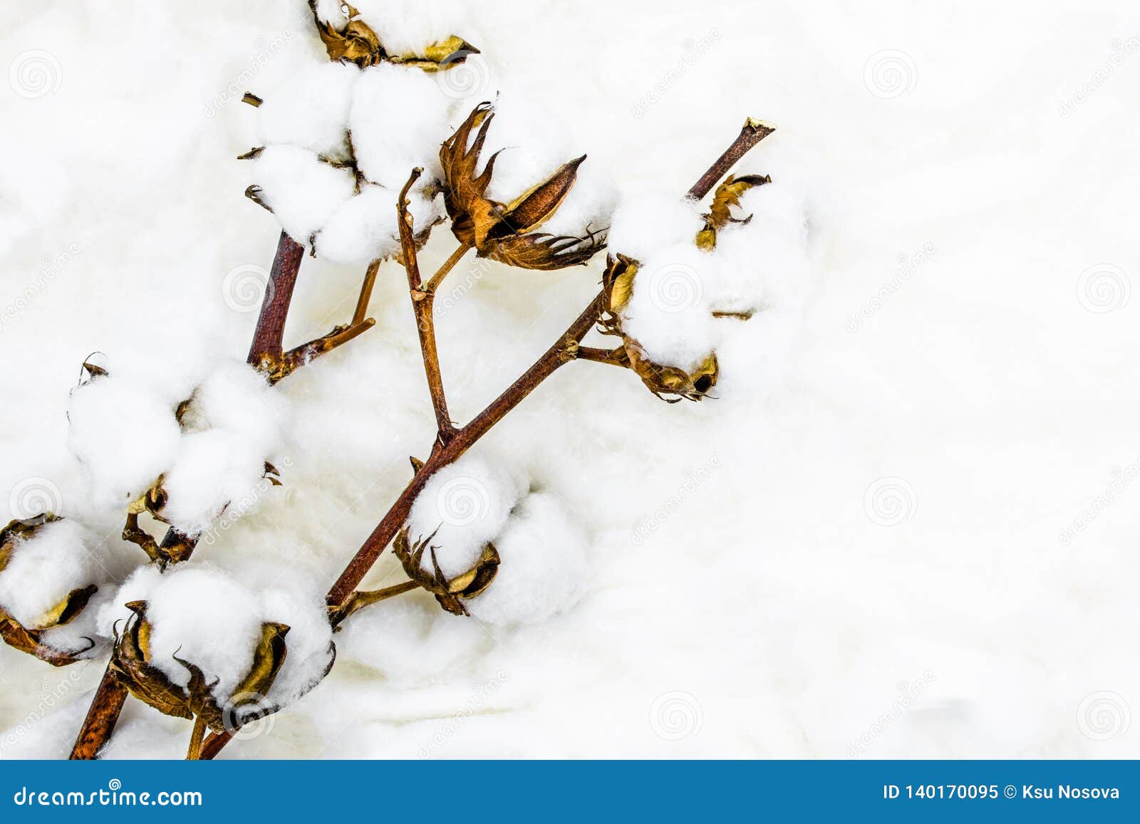 Fluffy White Cotton Flower. Flat Lay Stock Image - Image of capsule ...