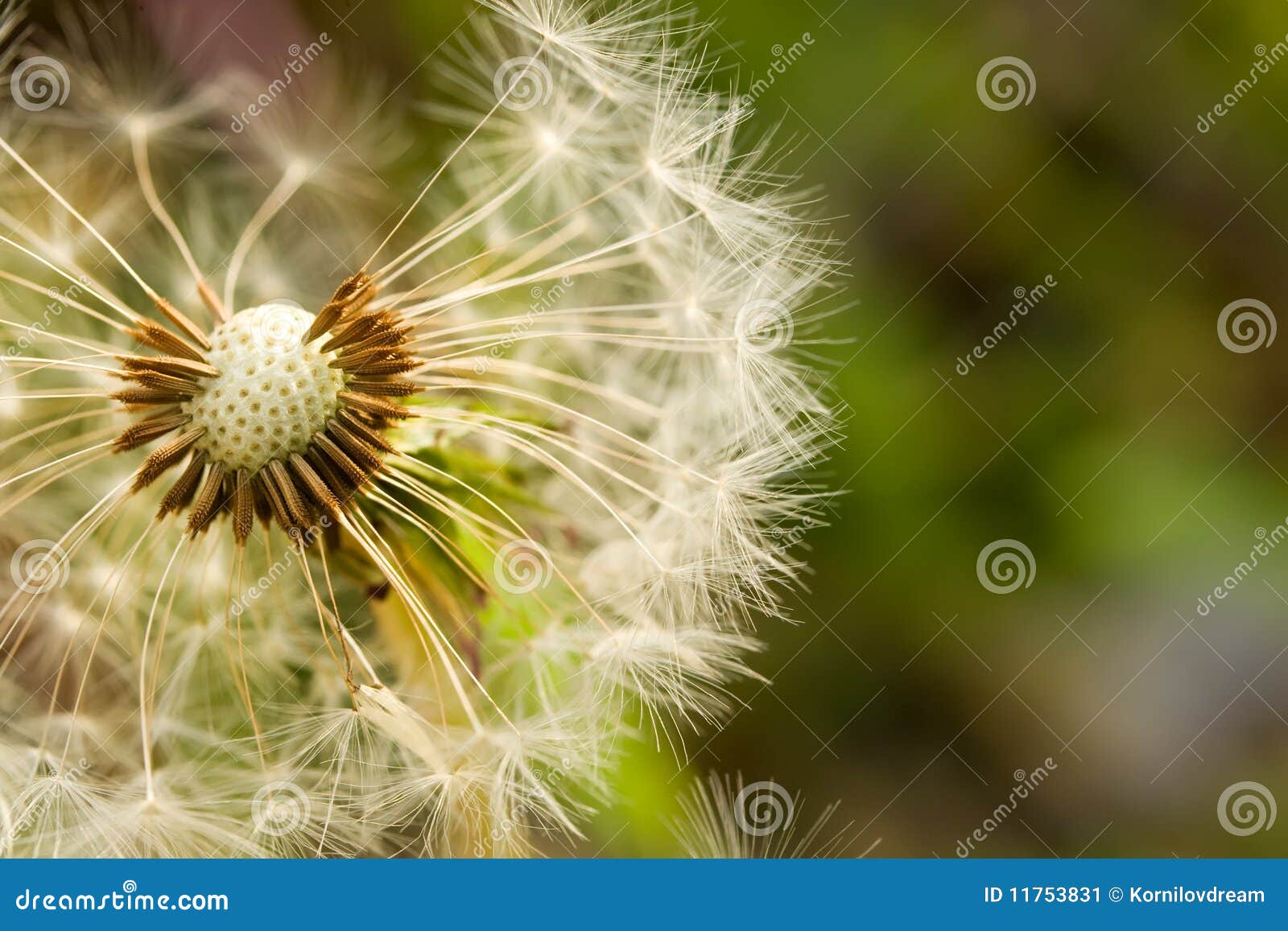 Fluffy white dandelion stock image. Image of blooming - 11753831