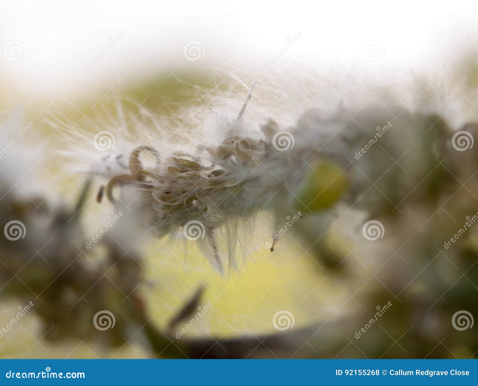 Fluffy White Details and Texture on a Tree Outside Macro Close U Stock ...