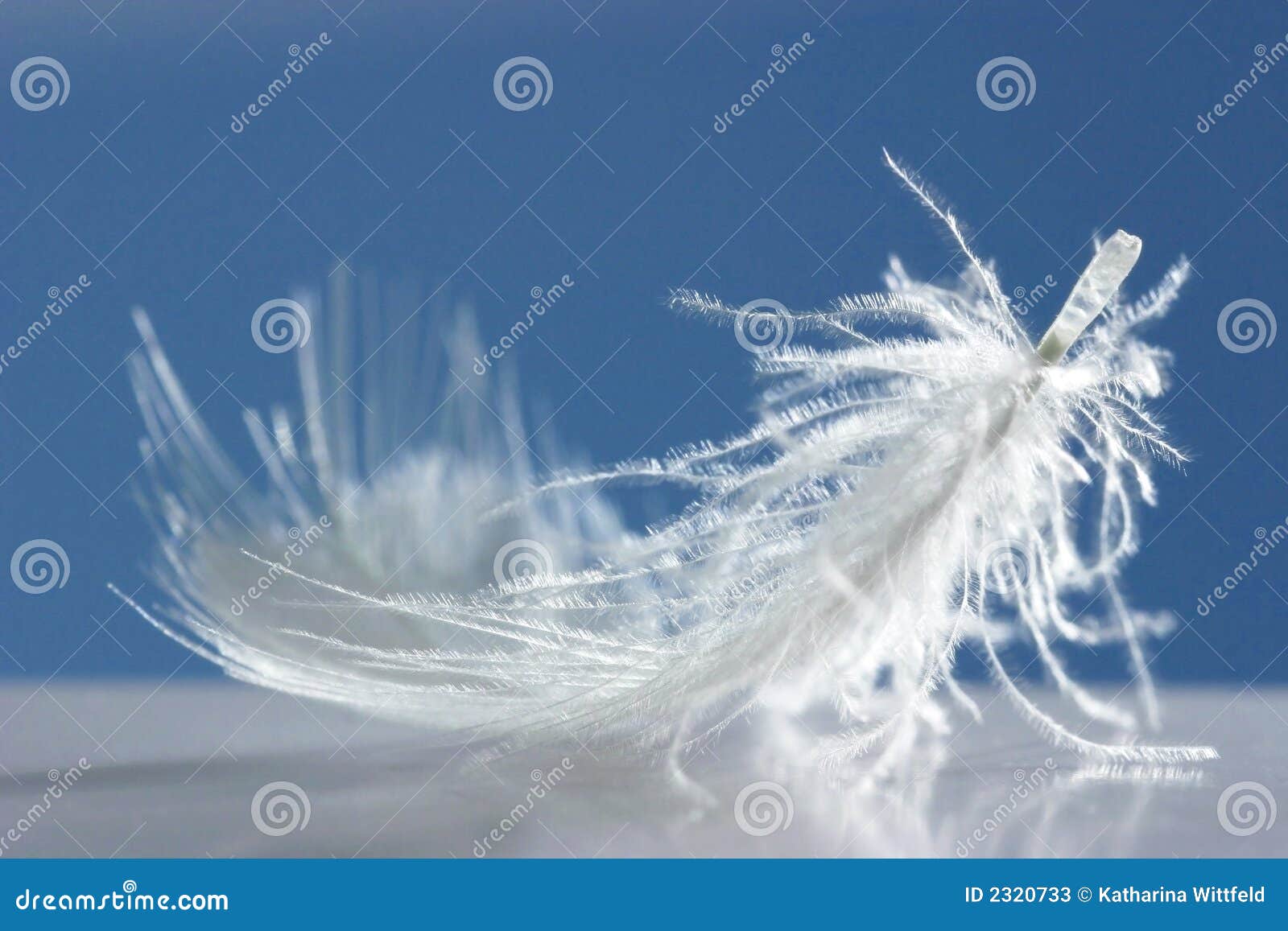 Fluffy white feather stock image. Image of intricate, airy - 2320733