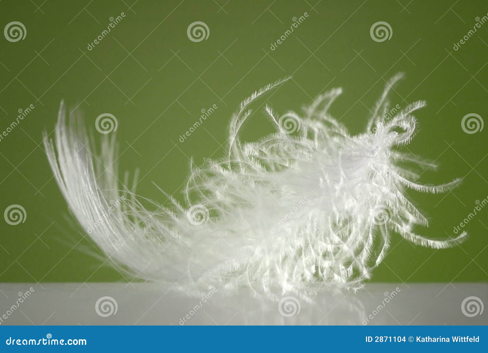 Fluffy white feather stock photo. Image of close, fluffy - 2871104